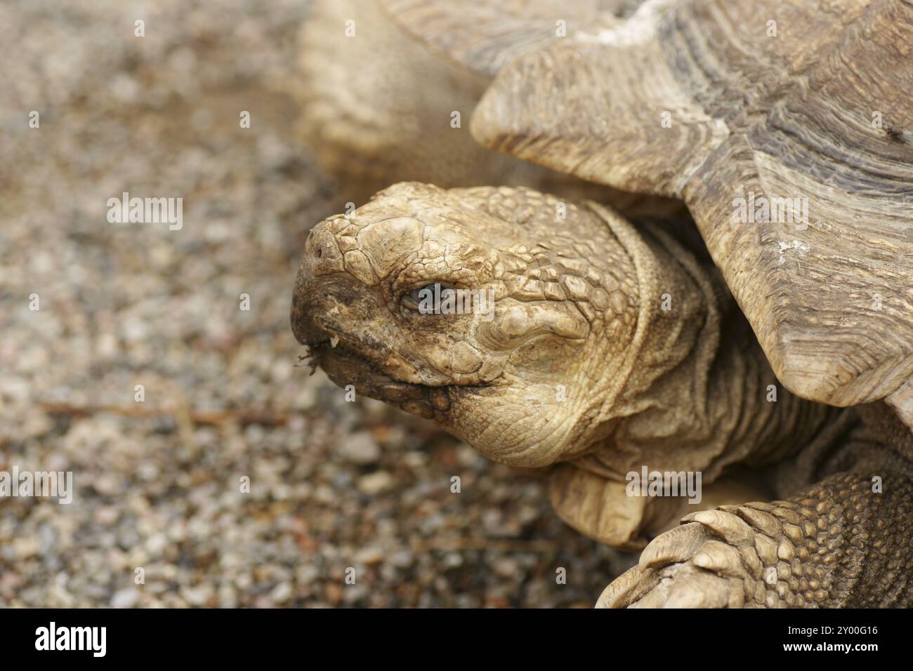 Turtle shell photo and image hi-res stock photography and images - Alamy