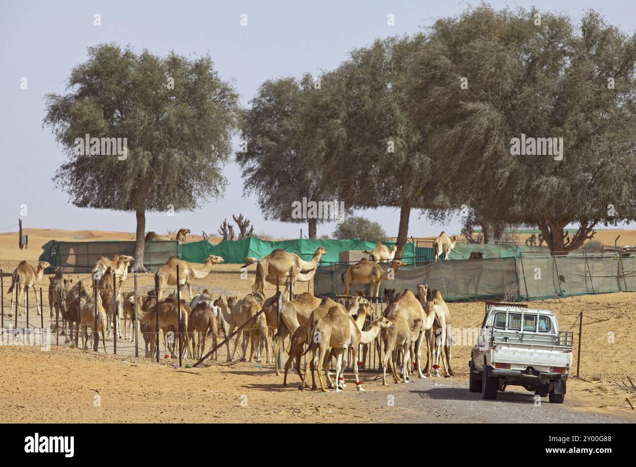 Camel herd in the UAE desert Stock Photo - Alamy