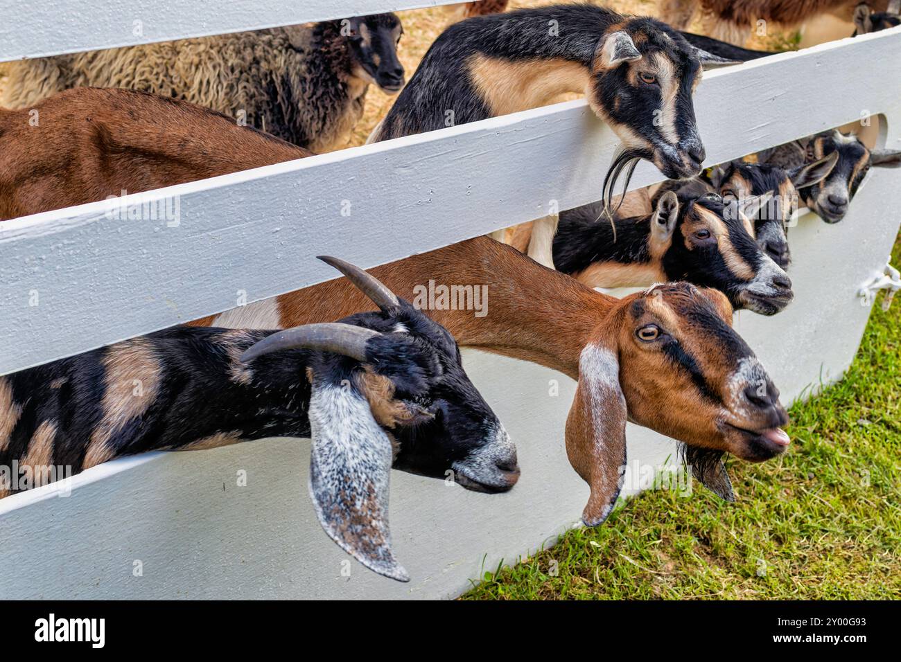 Fair time activities hi-res stock photography and images - Alamy