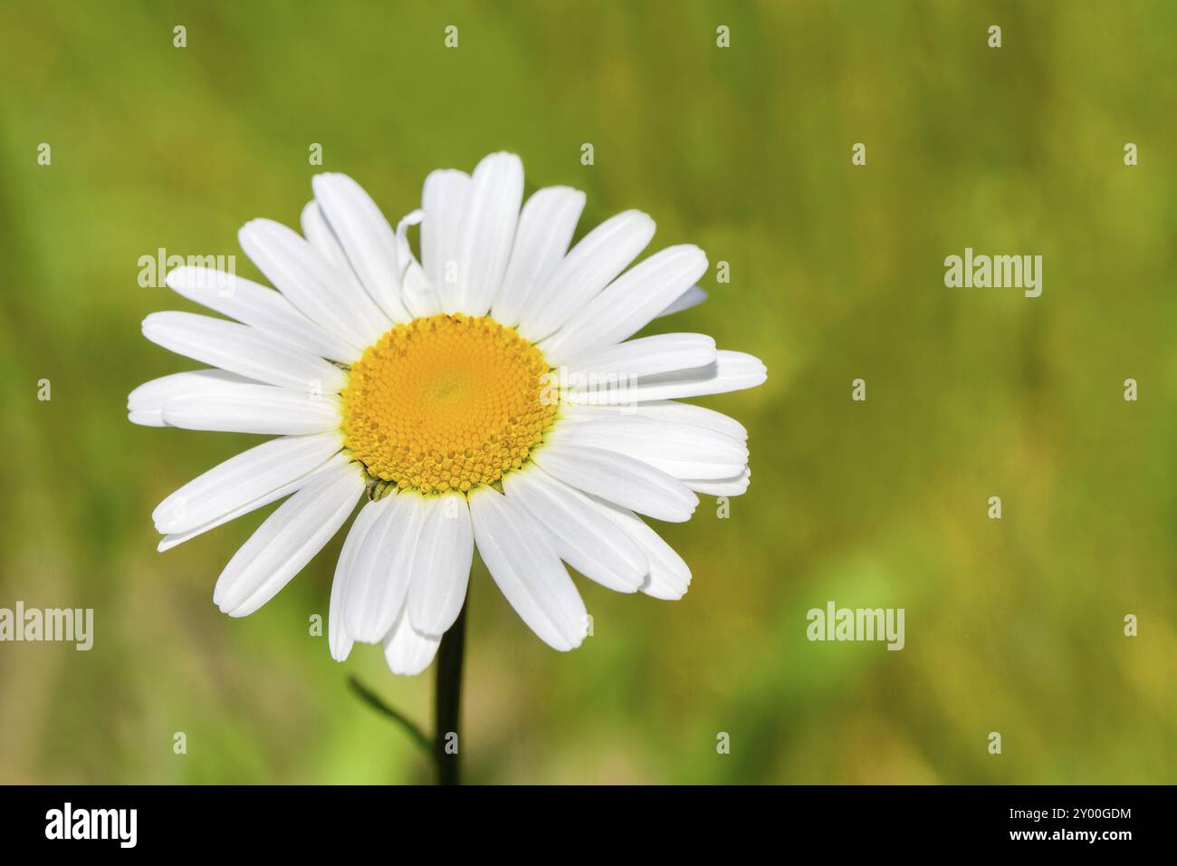 One solitary flowering white daisy with nice bokeh in green pasture ...