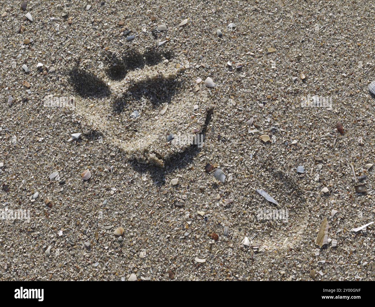 Seal tracks in sand hi-res stock photography and images - Alamy