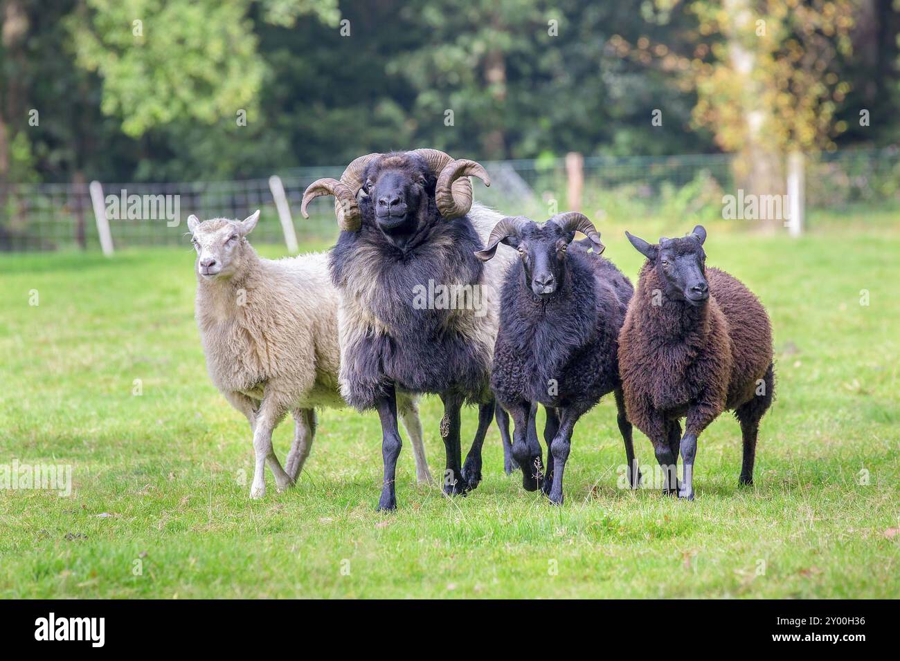 Group of four sheep walking together in meadow Stock Photo - Alamy