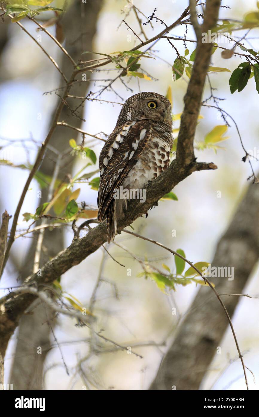 Cape pygmy owl Stock Photo - Alamy