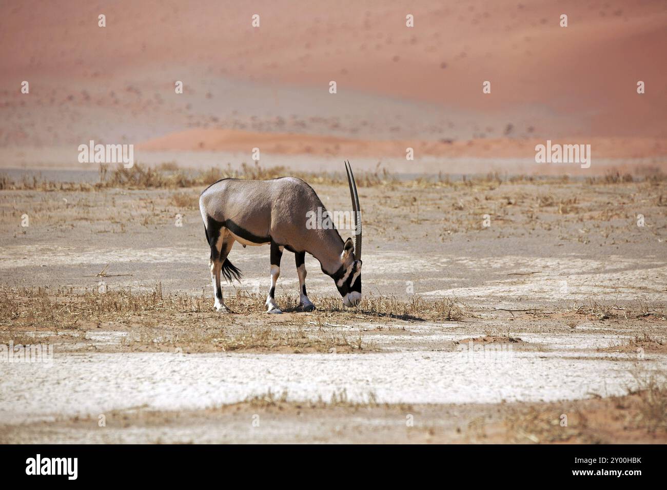 Oryx antelope in the Namib-Naukluft Park in Namibia Stock Photo - Alamy