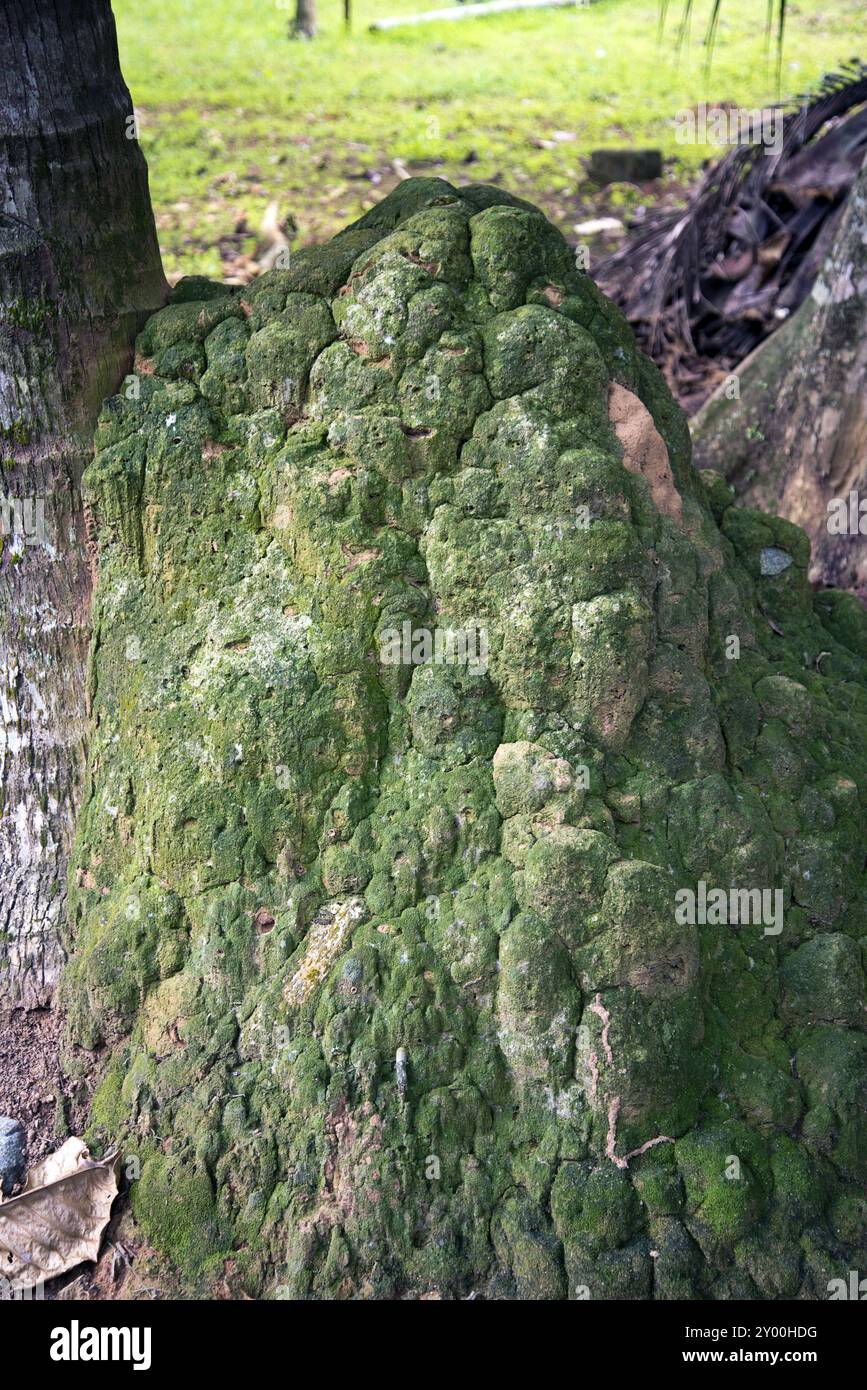 An aboveground temite nest called Termitarium Stock Photo - Alamy