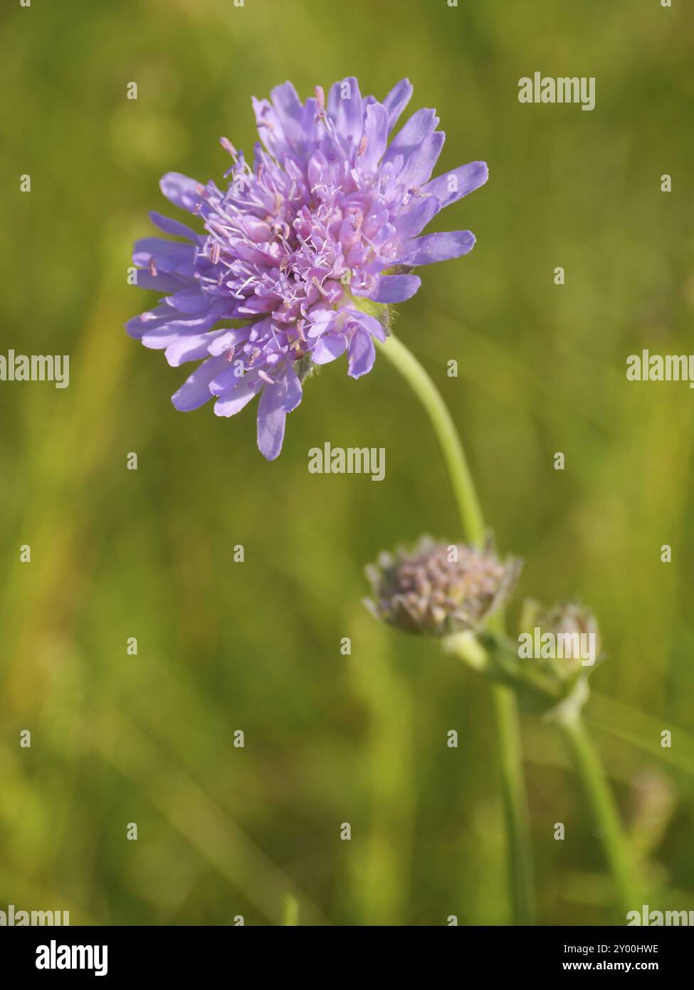 Scabiosa columbaria, Pigeon scabiosa, Common scabious, Pigeon scabious ...