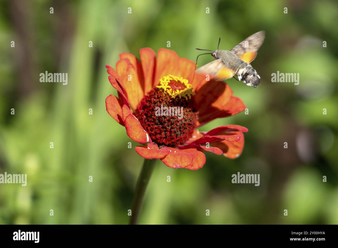 Hummingbird hawk-moth (Macroglossum stellatarum) in Romania Stock Photo ...