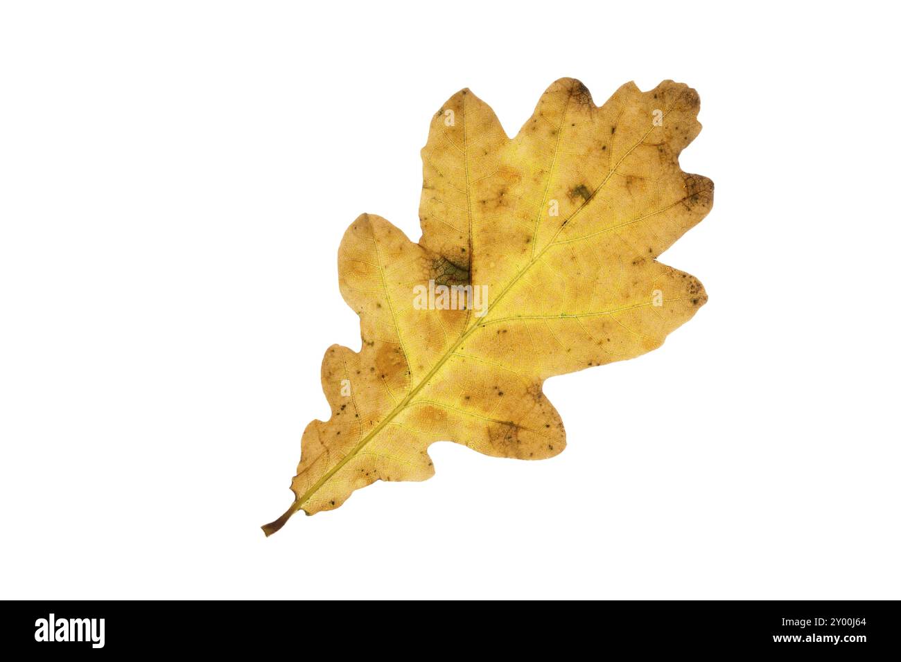 Oaks leaf Cut Out Stock Images & Pictures - Alamy