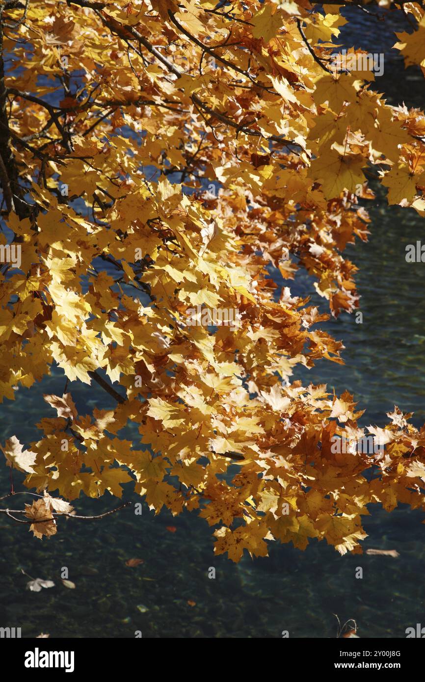 Maple tree with colourful autumn leaves Stock Photo - Alamy