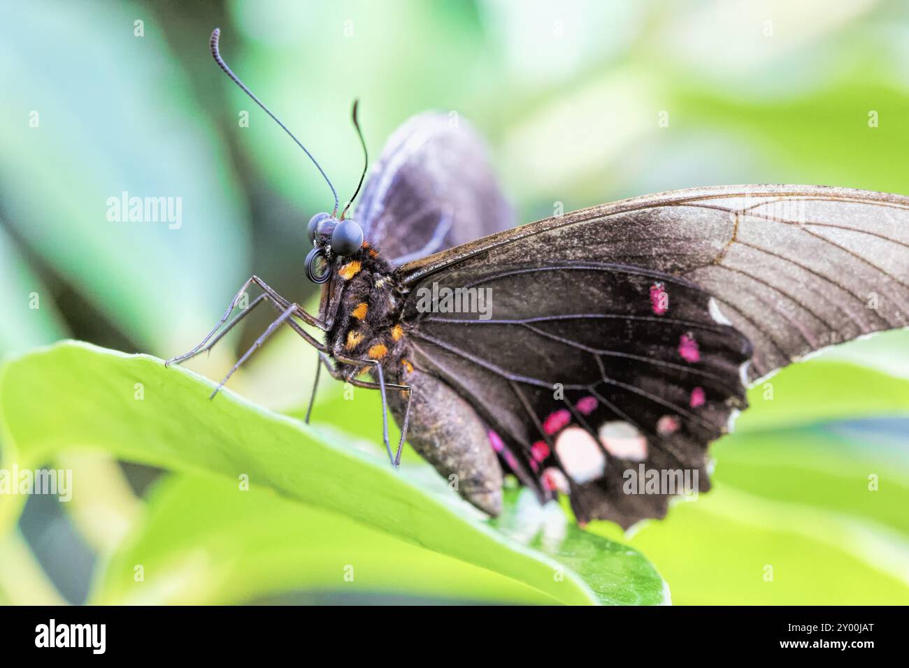 Tropical butterfly (Parides Iphidamas Stock Photo - Alamy