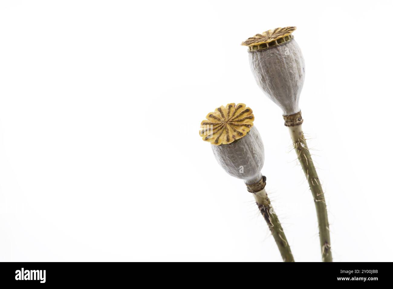 Opium papaver poppy seed Cut Out Stock Images & Pictures - Alamy