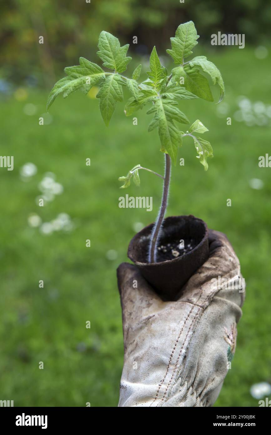 Single young tomato plant Stock Photo - Alamy