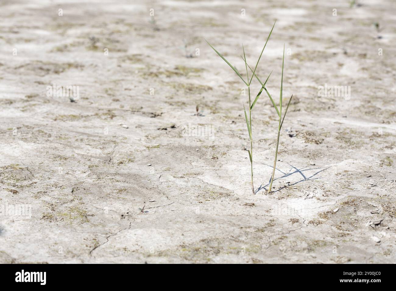 Soil dried under warm hi-res stock photography and images - Alamy