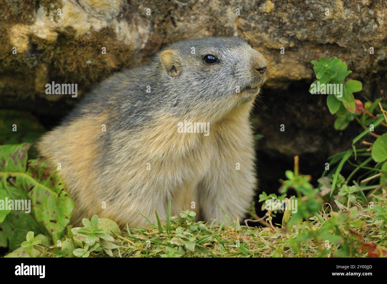 Marmot screens the environment in front of leaving his building .Marmot ...