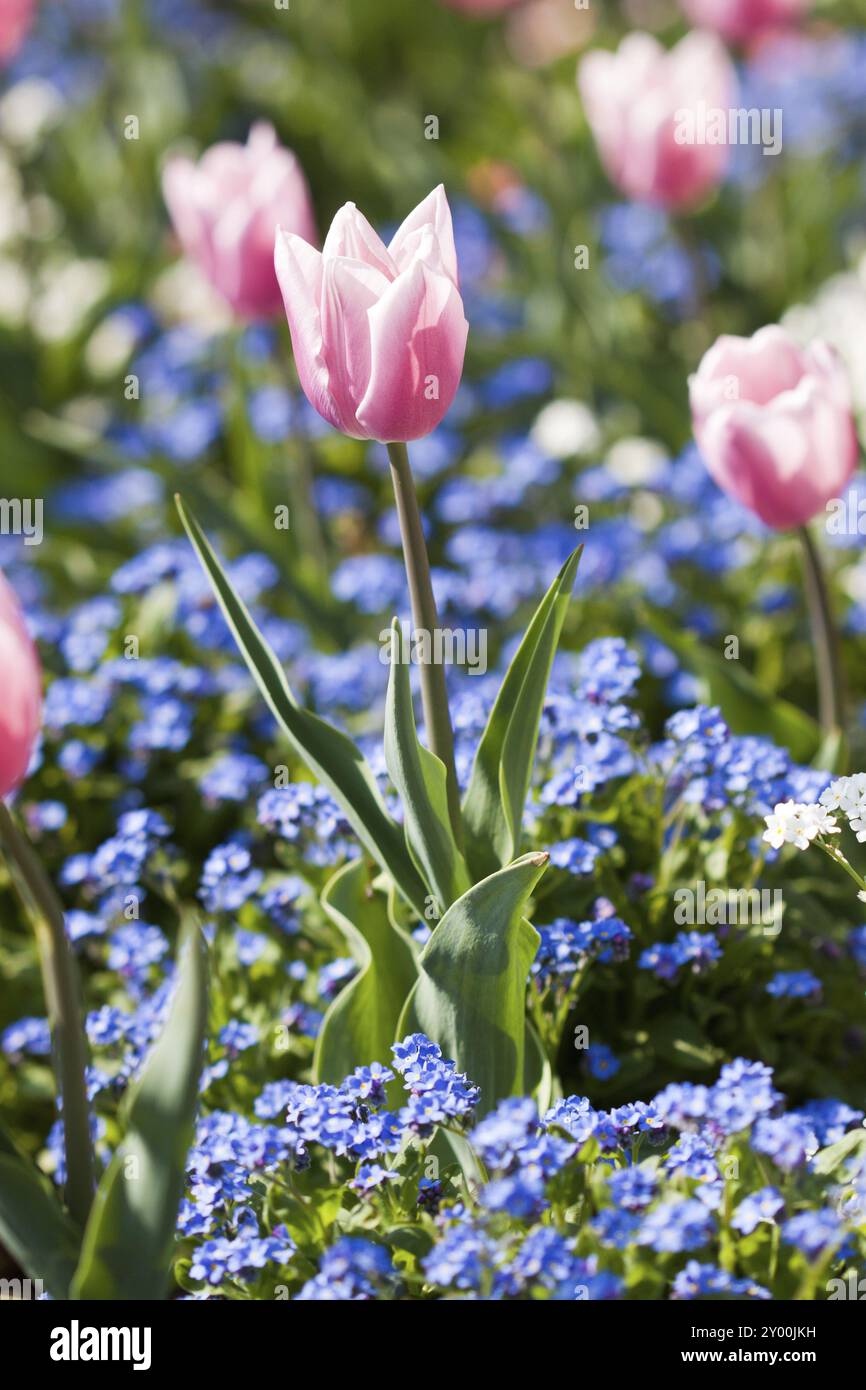 Tulip bed with forget-me-nots Stock Photo - Alamy