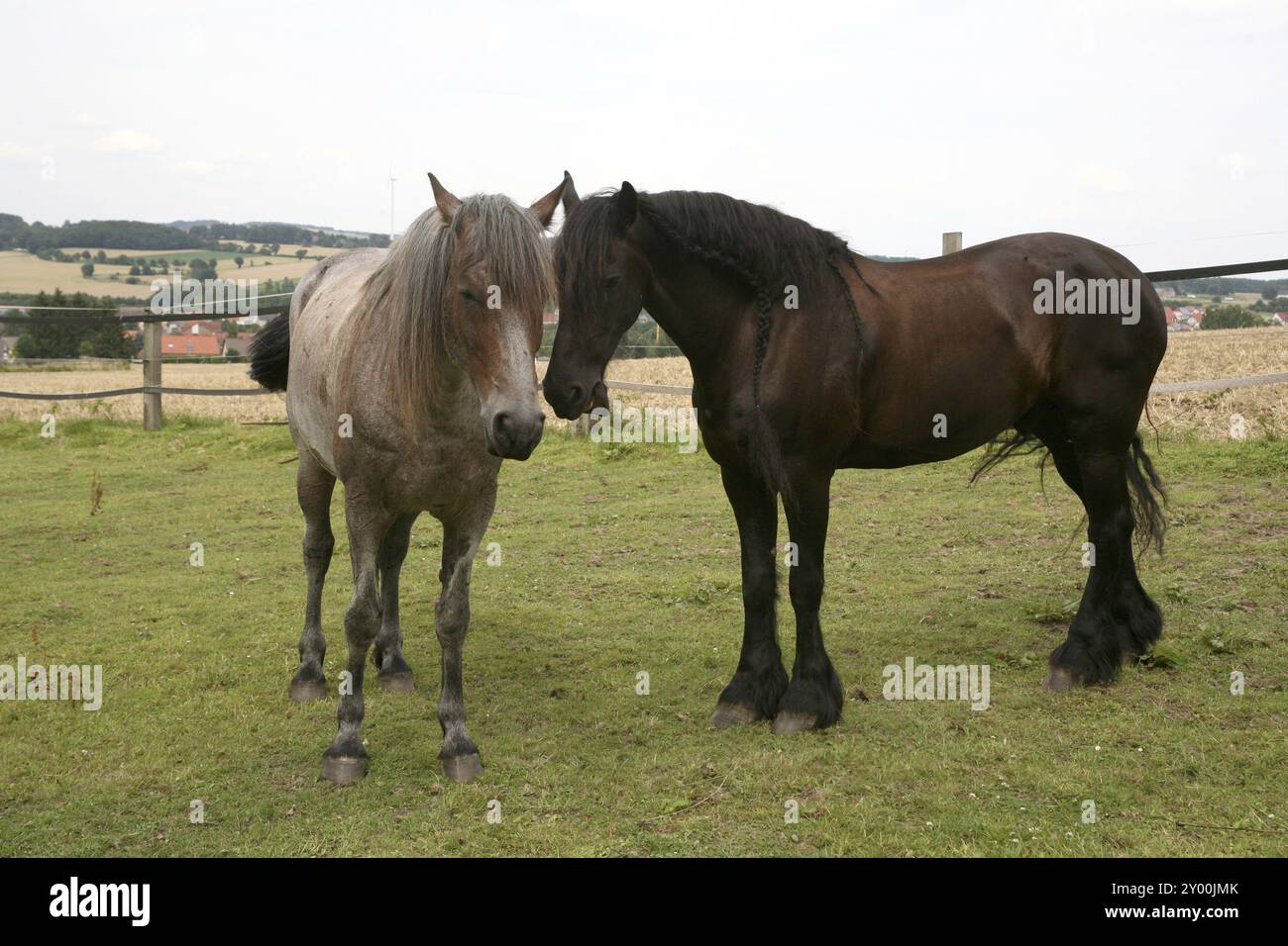 Arabian mix and Friesian Stock Photo - Alamy