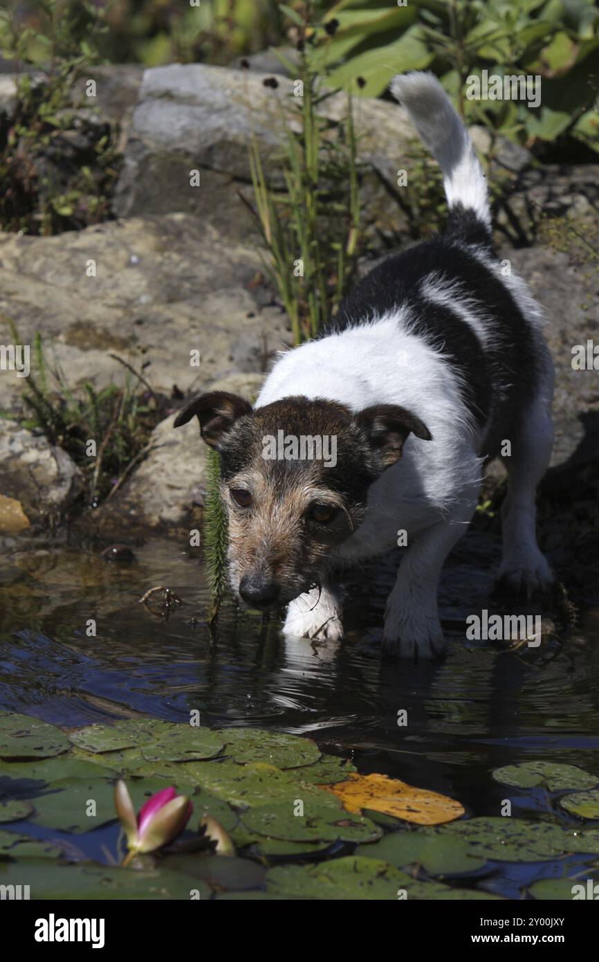 Drinking Jack Russell Terrier Stock Photo - Alamy