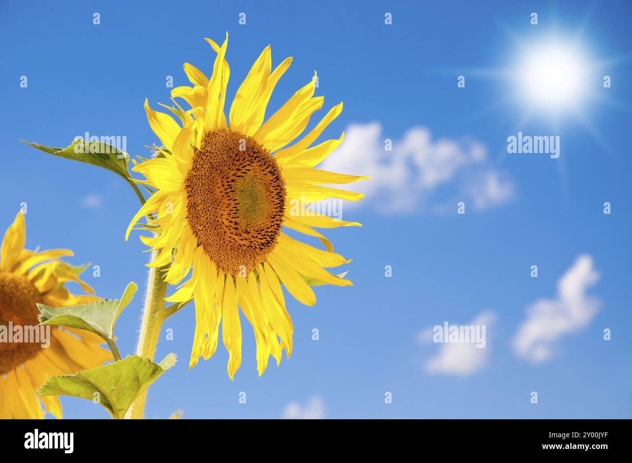 Sunflower under a clear blue sky with blistering sun Stock Photo - Alamy