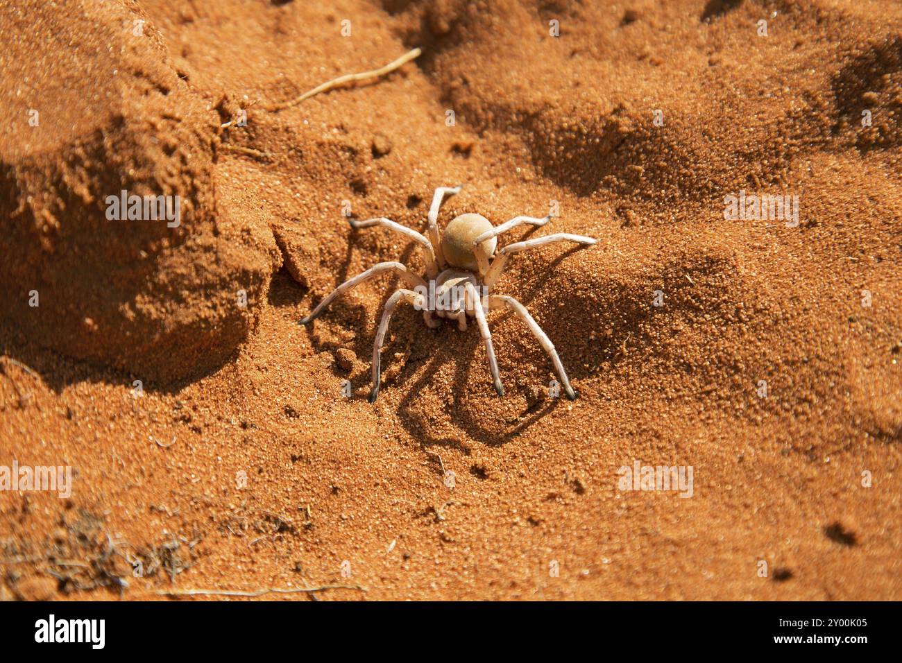 Dancing white lady spider Stock Photo - Alamy