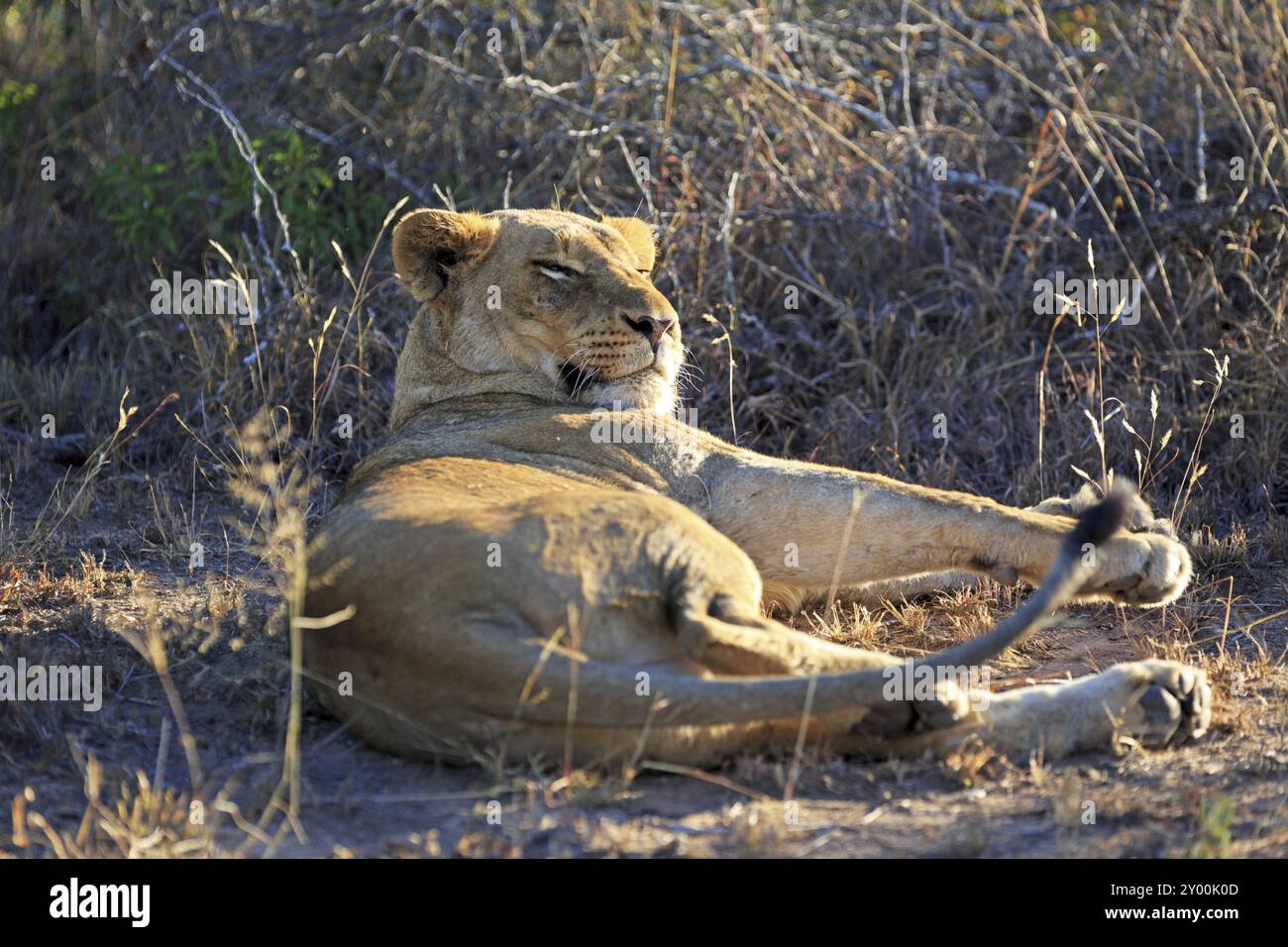 A satisfied lioness Stock Photo - Alamy