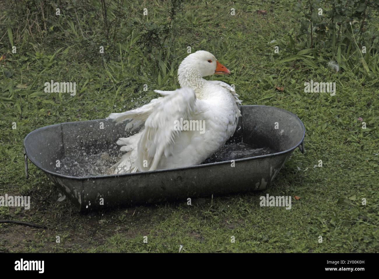 Lippe bath hi-res stock photography and images - Alamy