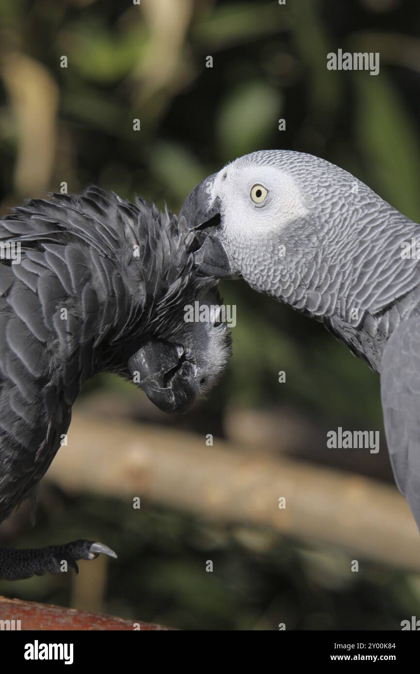 African grey parrot preening feathers hi-res stock photography and ...