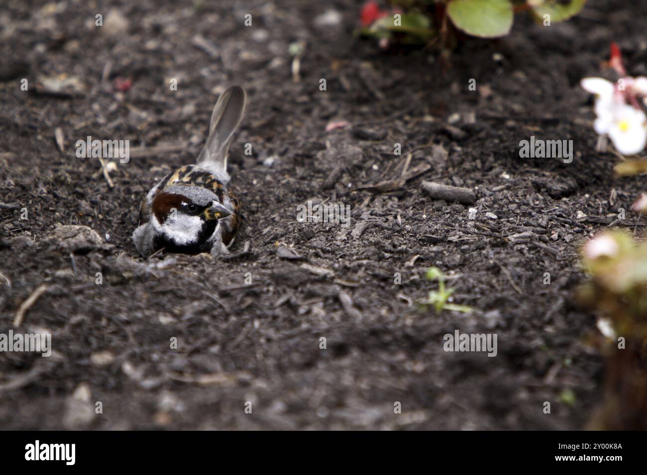 Sparrows bathing in dust hi-res stock photography and images - Alamy