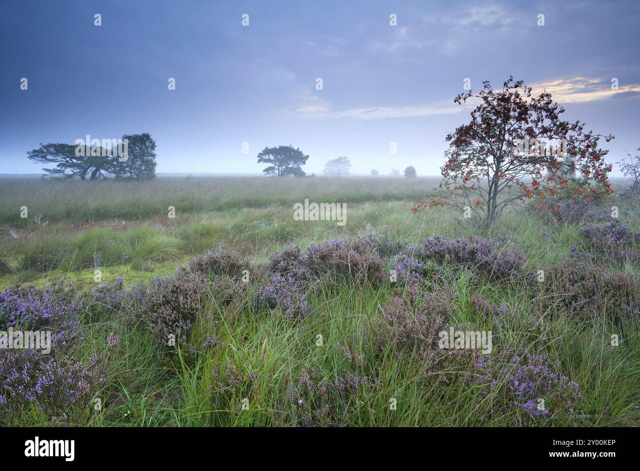 Rowan berry tree on morning marsh with flowering heather Stock Photo ...