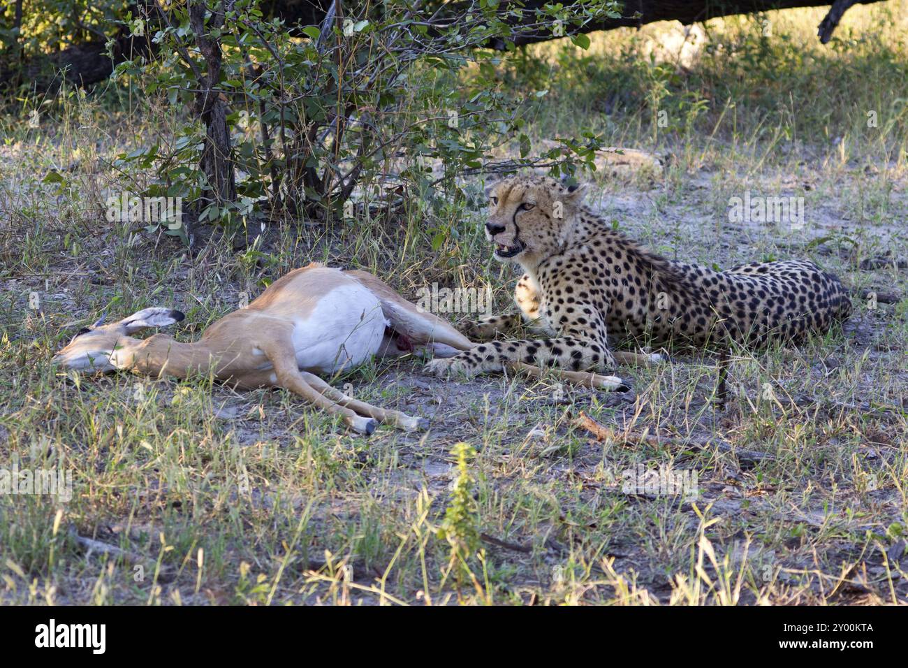 Cheetahs eating the prey hi-res stock photography and images - Alamy
