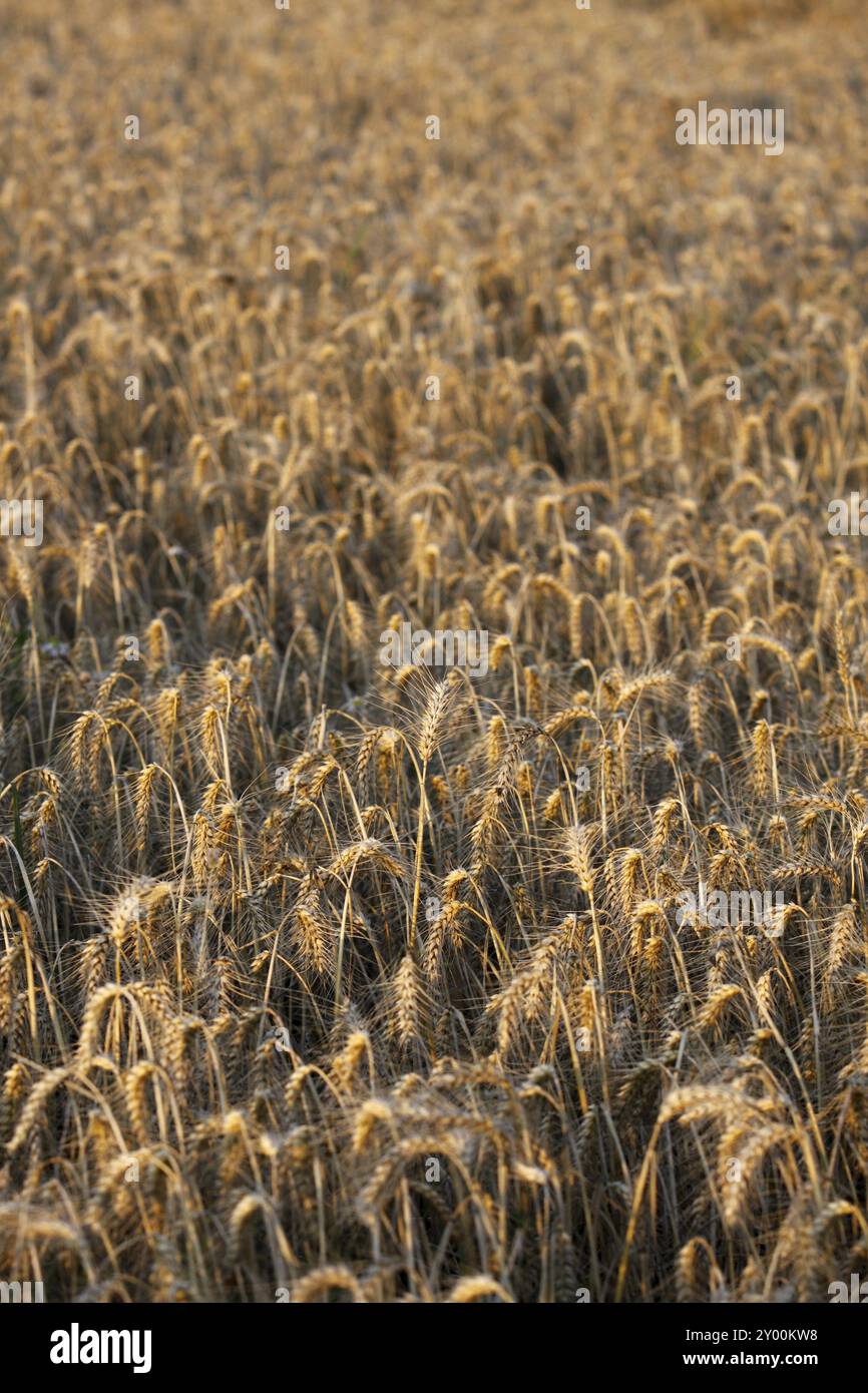 Ripe corn crops flowering heads hi-res stock photography and images - Alamy