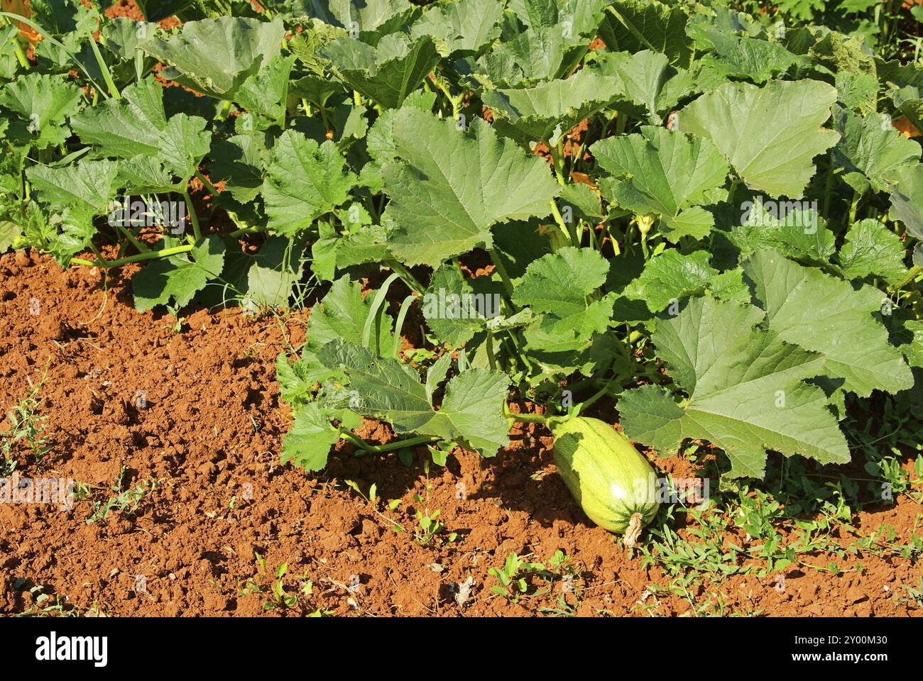 Baby courgettes gardens hi-res stock photography and images - Alamy