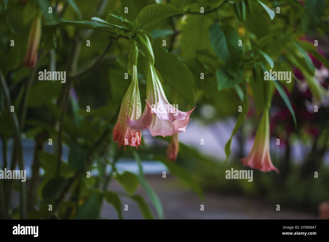 Light pink flower of an angel's trumpet Stock Photo - Alamy