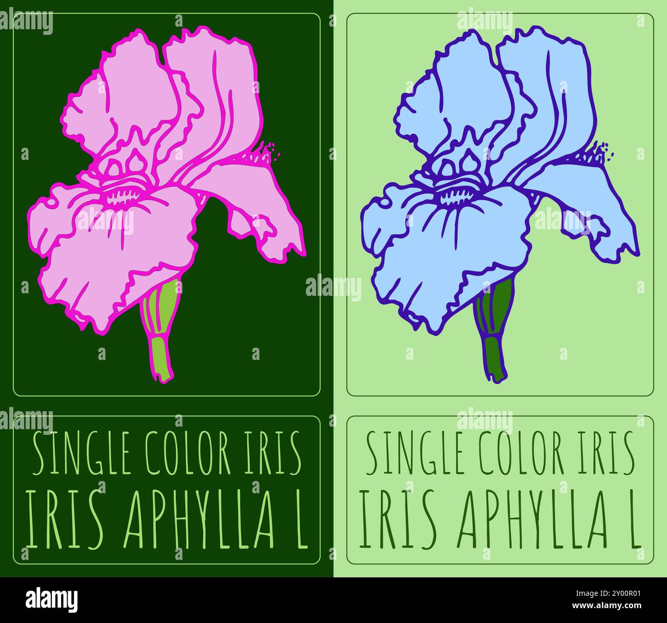 Vector drawing SINGLE COLOR IRIS. Hand drawn illustration. Latin name ...