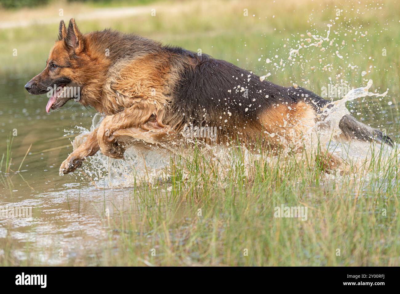 German Shepherd Dog running and splashing in water Stock Photo - Alamy