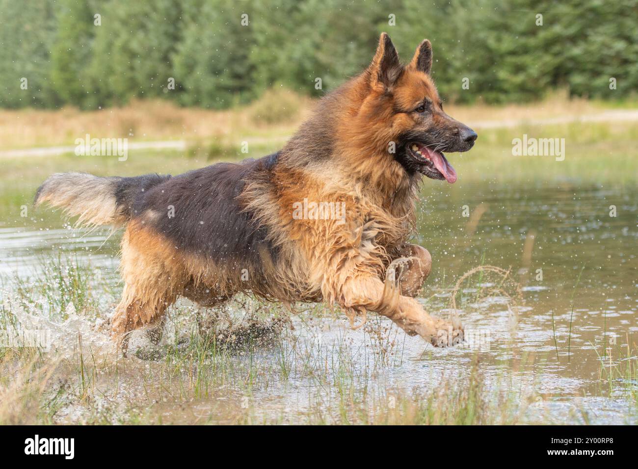 German Shepherd Dog running and splashing in water Stock Photo - Alamy