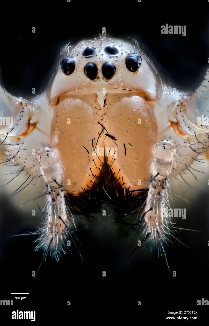 Cheliserata hi-res stock photography and images - Alamy