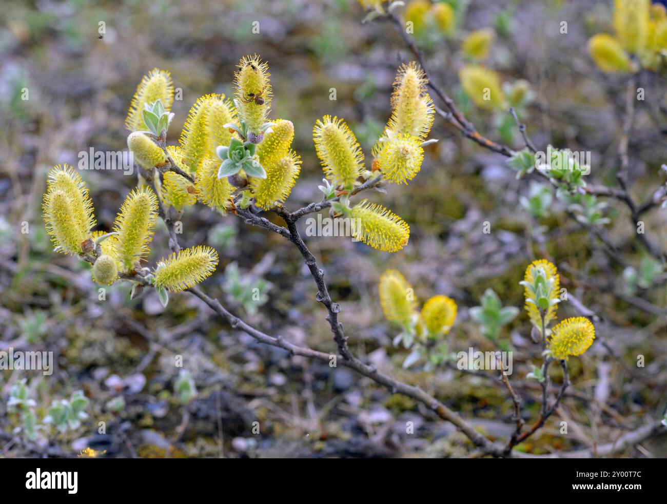 Male catkins of subarctic wolly willow (Salix lanata) photographed in ...