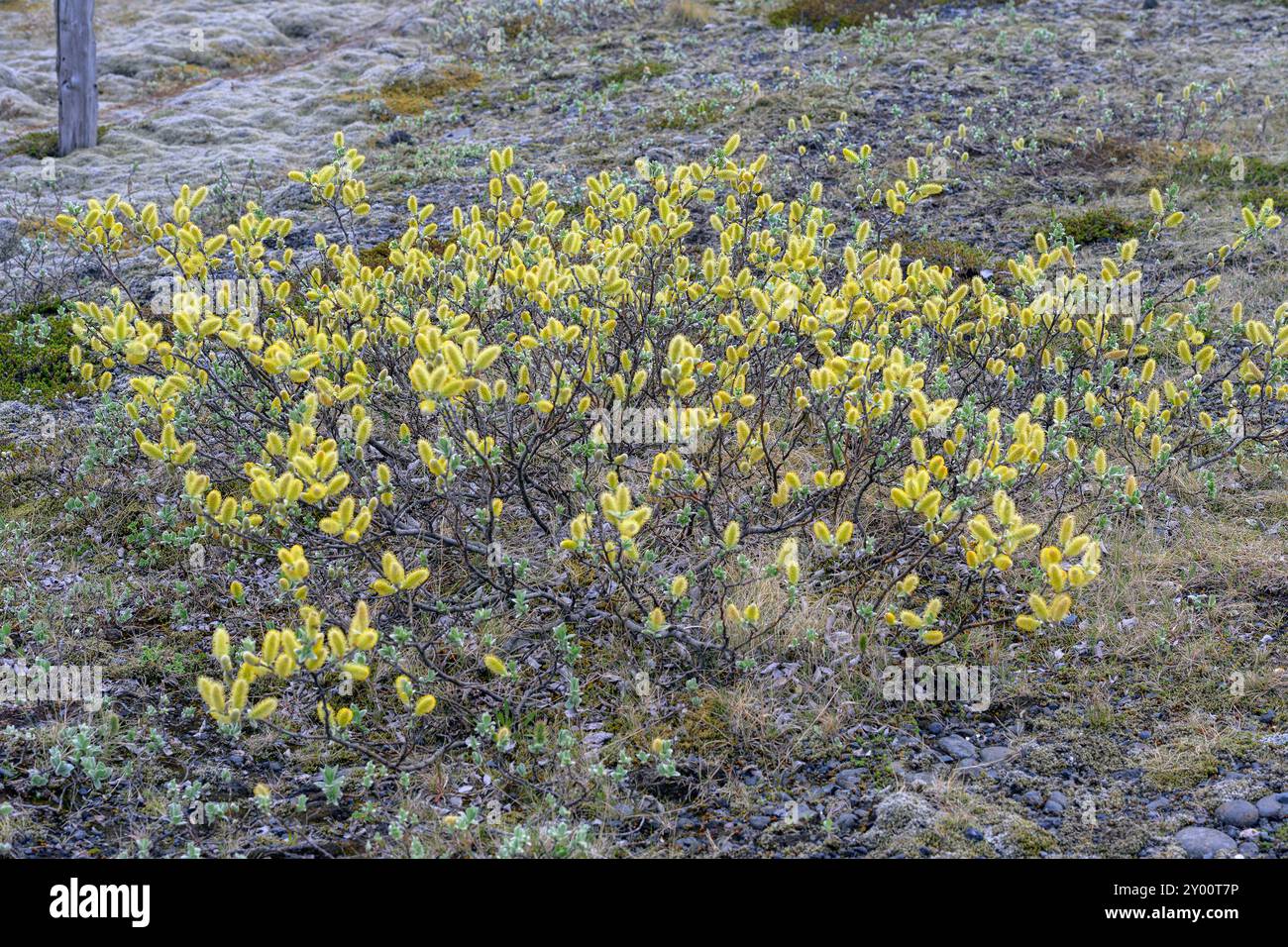 Subarctic wolly willow (Salix lanata) with male catkins photographed in ...