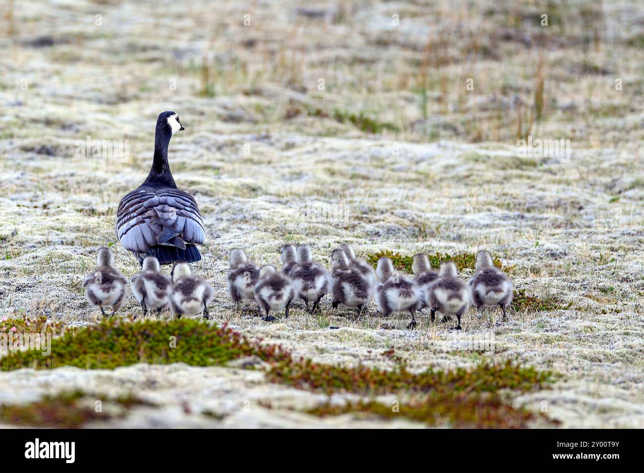 Adult barnacle goose (Branta leucopsis) with its chicks at Hali ...