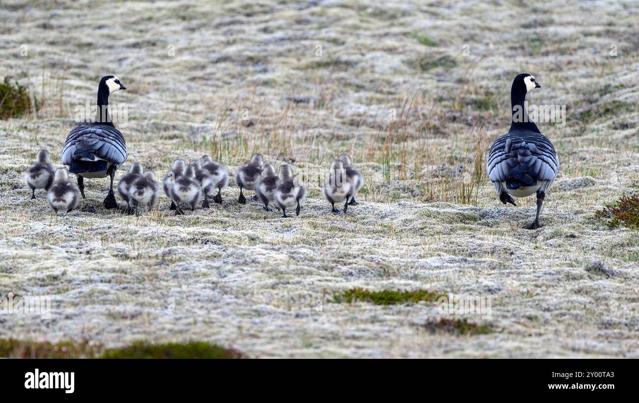 Adult barnacle geese (Branta leucopsis) with their chicks at Hali ...