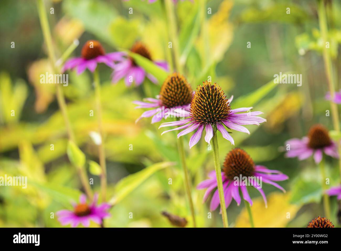 Flower of a Echinacea purpurea, purple coneflower Stock Photo - Alamy