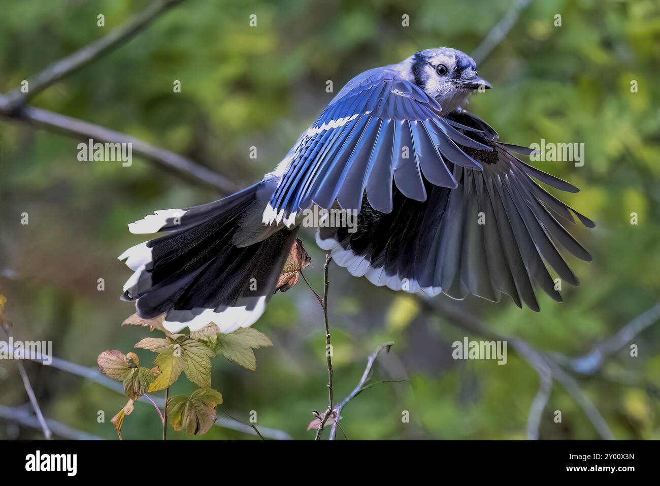 The Blue jay (Cyanocitta cristata) in flight Stock Photo - Alamy