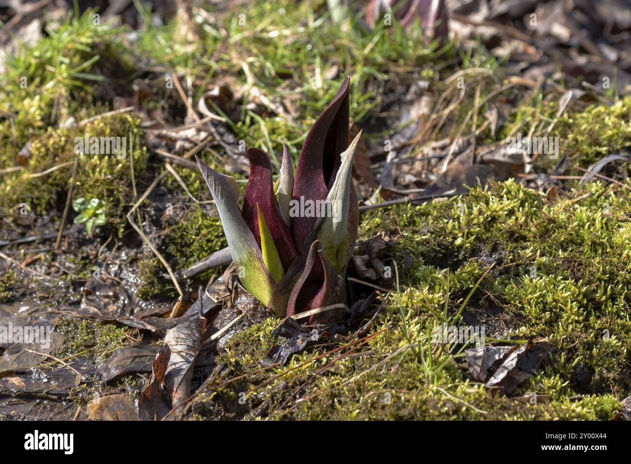 Skunk cabbage (Symplocarpus foetidus) is one of the first native plants ...