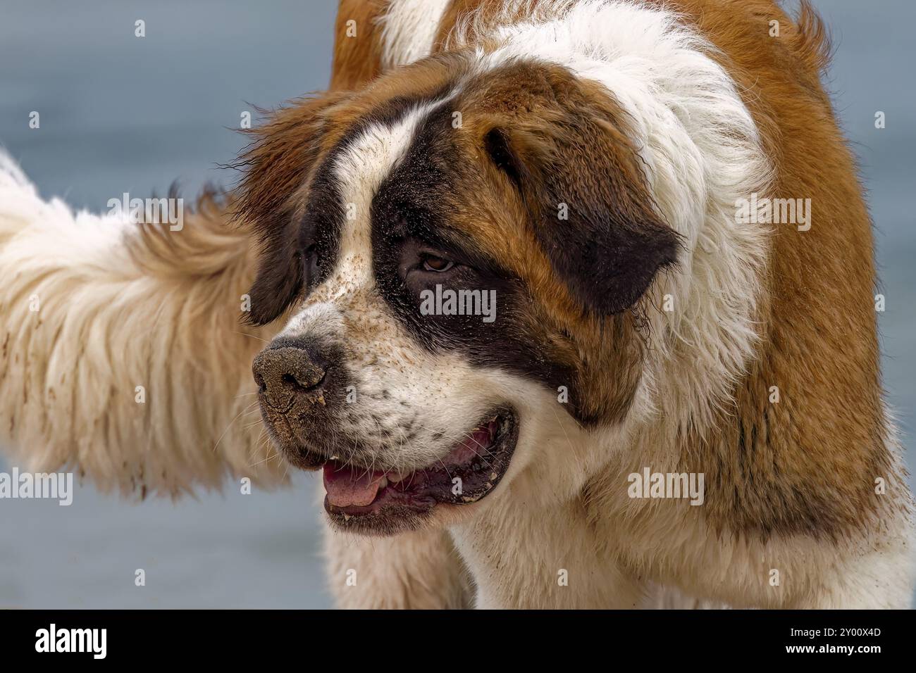 St. Bernard dog on the beach lake Michigan Stock Photo - Alamy