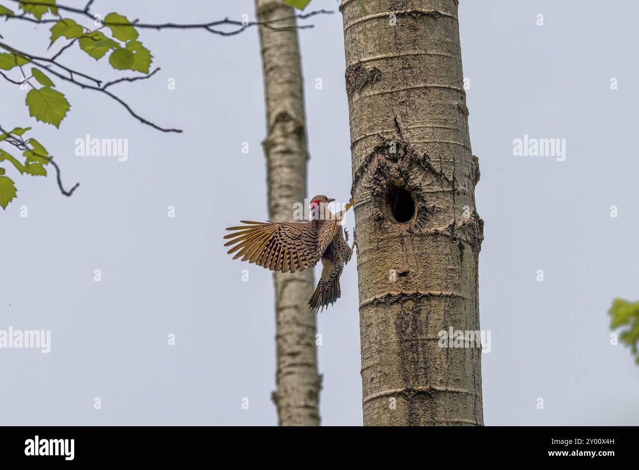 The Northern flicker (Colaptes auratus) flying to the nest cavity ...