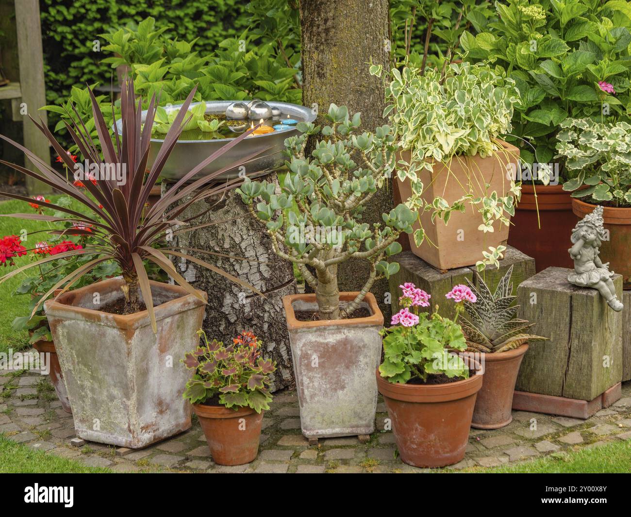 Various plants in pots, arranged in a garden around a tree, borken ...