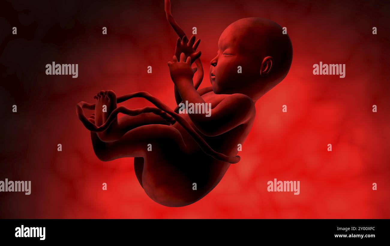 Fetus inside womb Stock Photo - Alamy