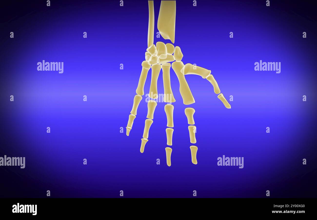 Human bones cut out hi-res stock photography and images - Alamy