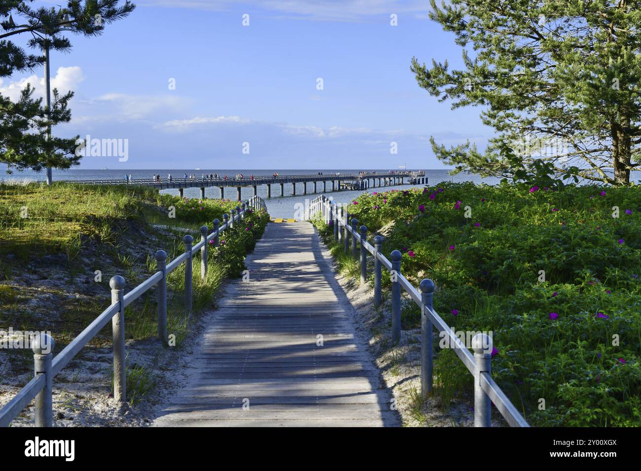 Sunny path with wooden railings leads through sand dunes to the beach ...
