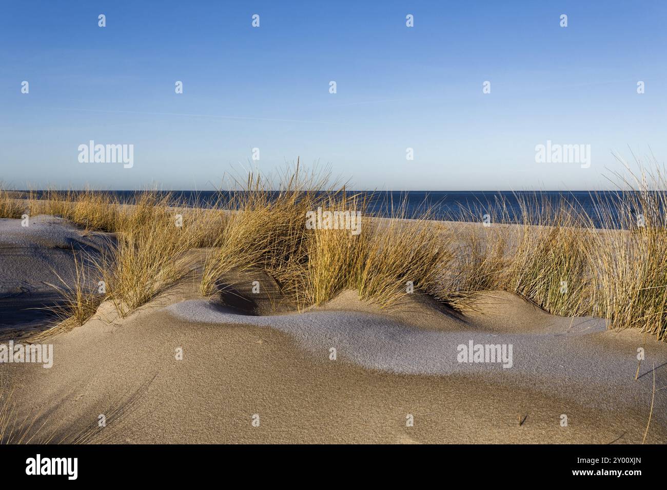 Marram grass (Ammophila), Endangered plants in Germany according to ...